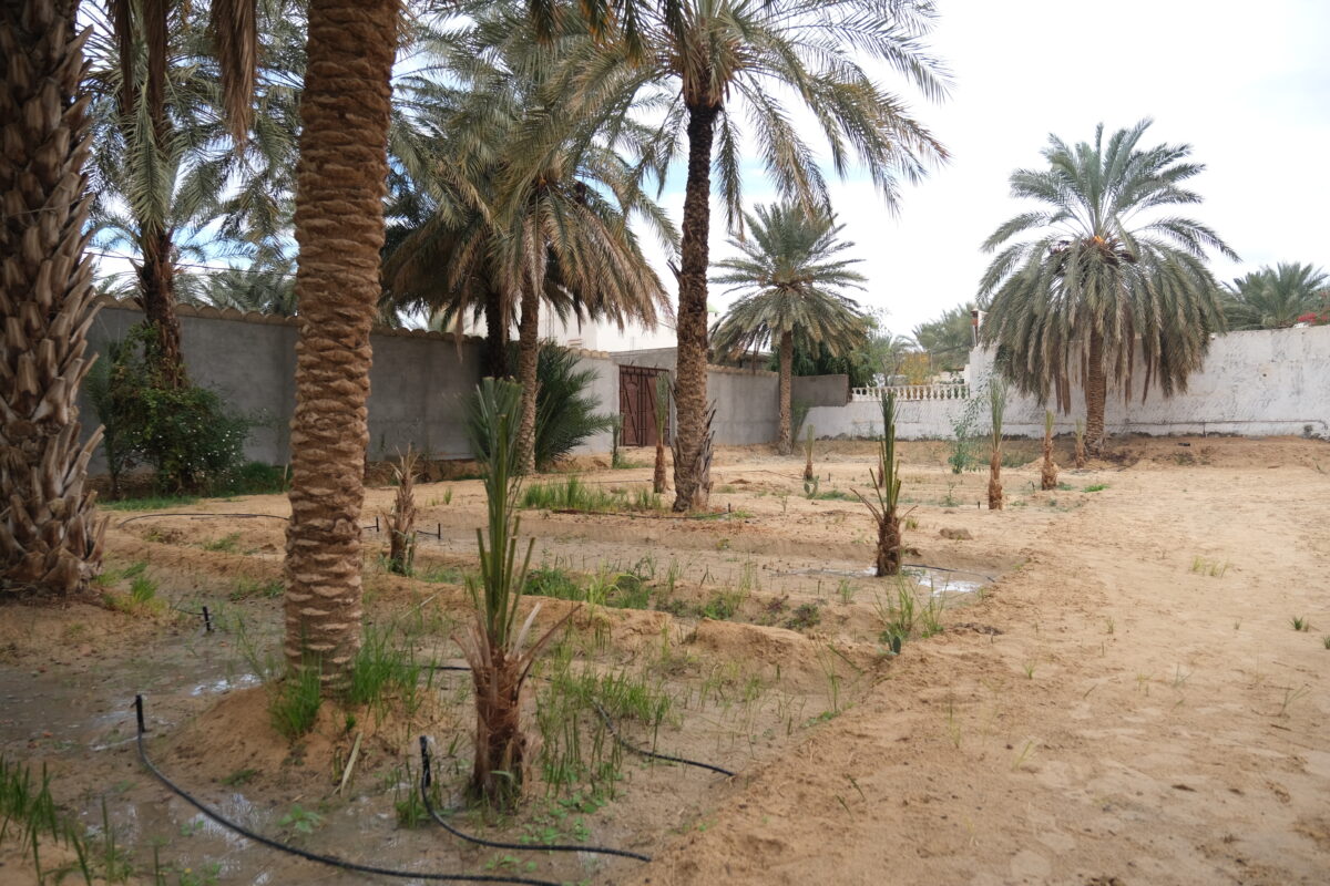 International Camp Libya-Morocco-Tunisia: Promoting Sustainable Oasis ...
