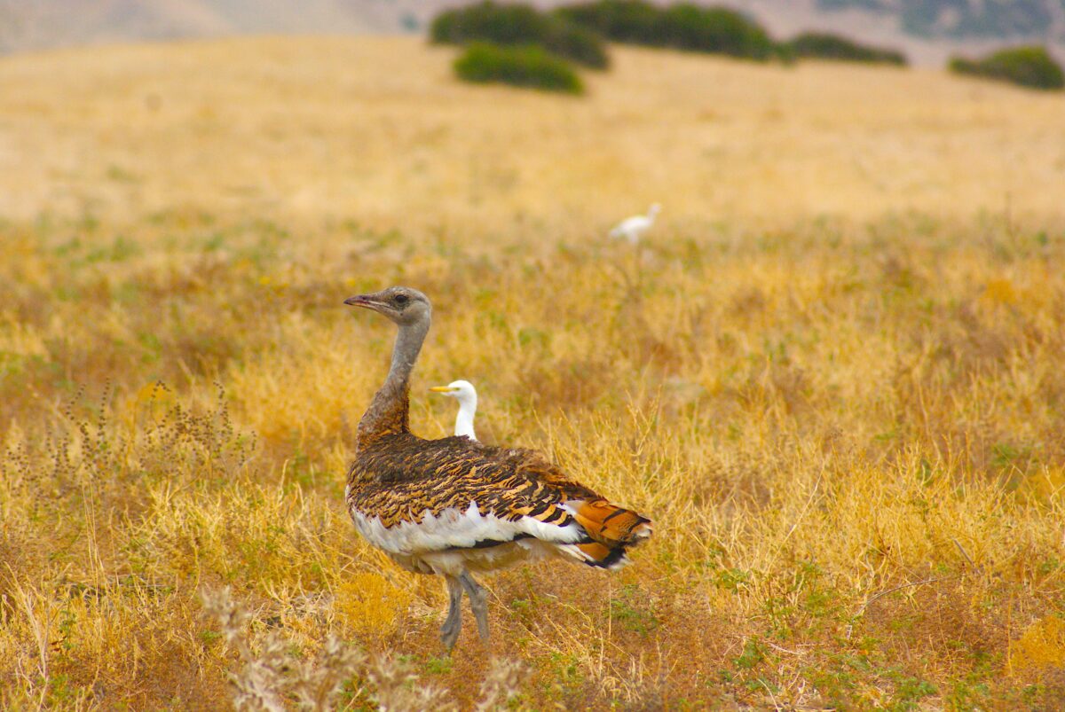 TRANSCAP 2 – ADESM: Association du développement et des études ...